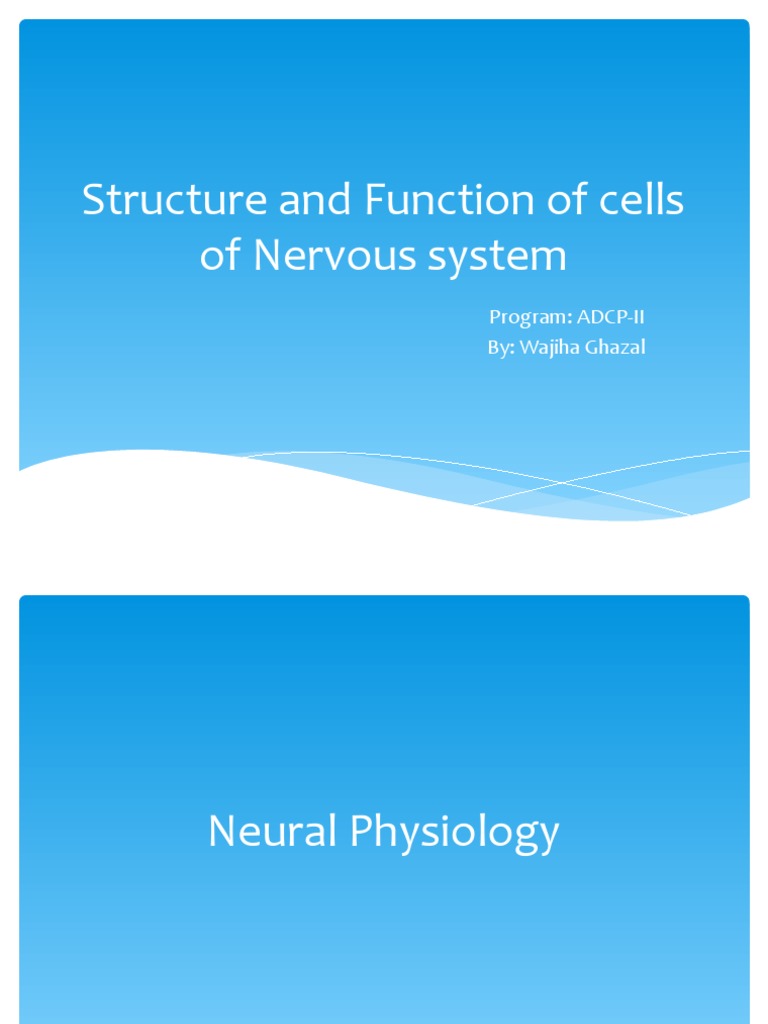 Structure and Function of Nervous System | PDF | Chemical Synapse | Neuron