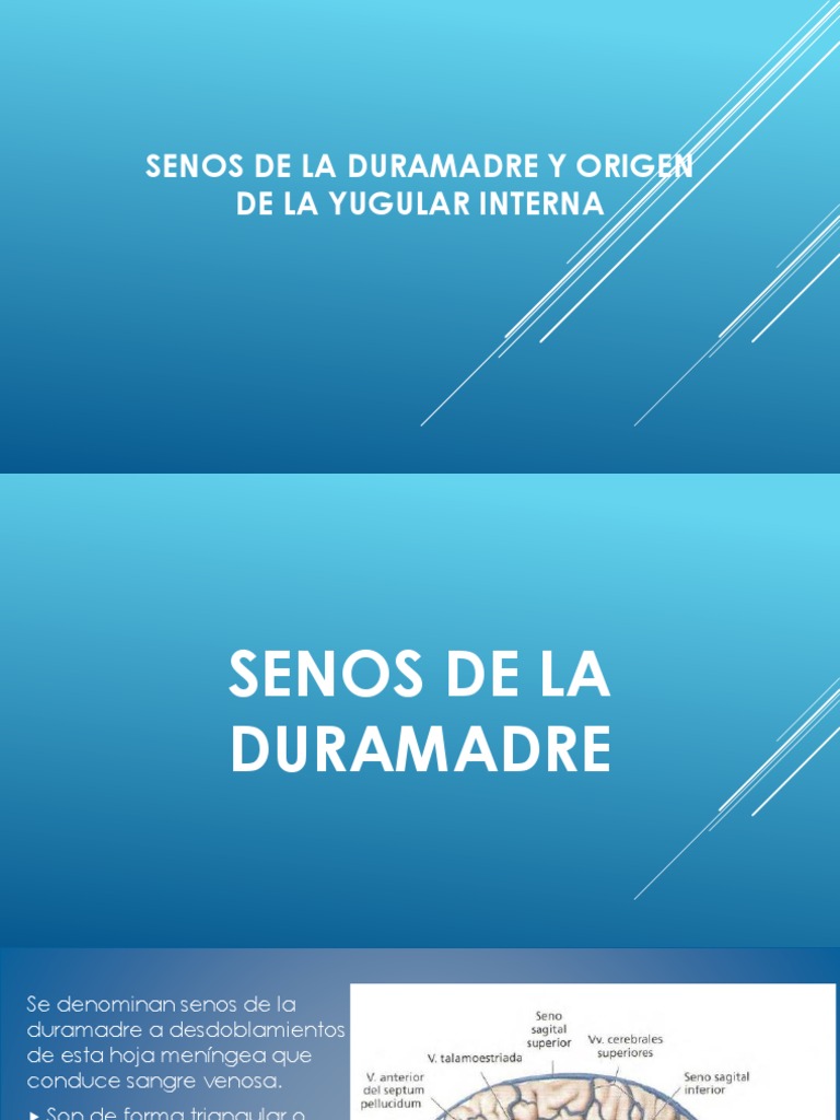 Senos de La Duramadre y Origen de La Yugular Interna | PDF | Anatomía ...