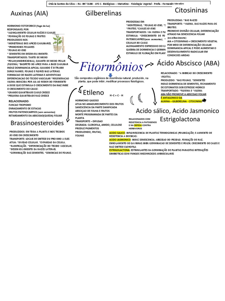 Mapa Mental Fitormonios | PDF | Raiz | Auxinas