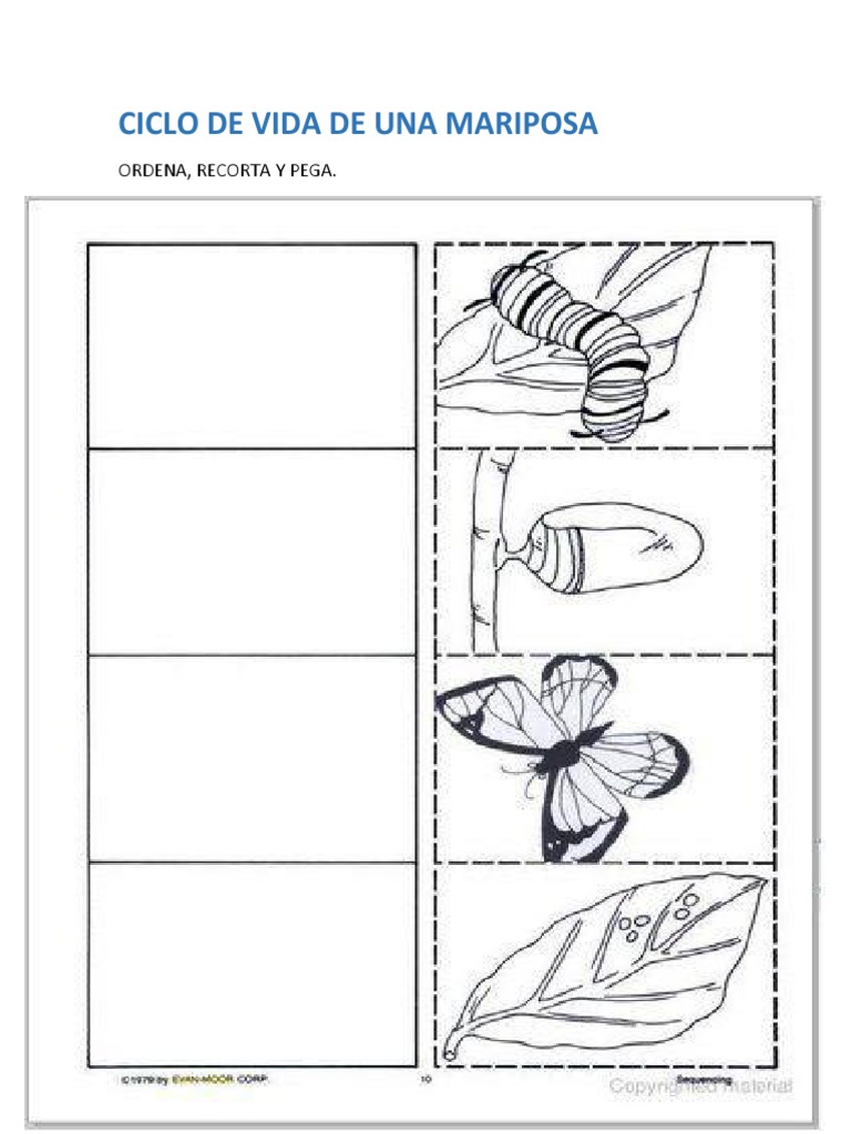 Ciclo de Vida de Una Mariposa | PDF