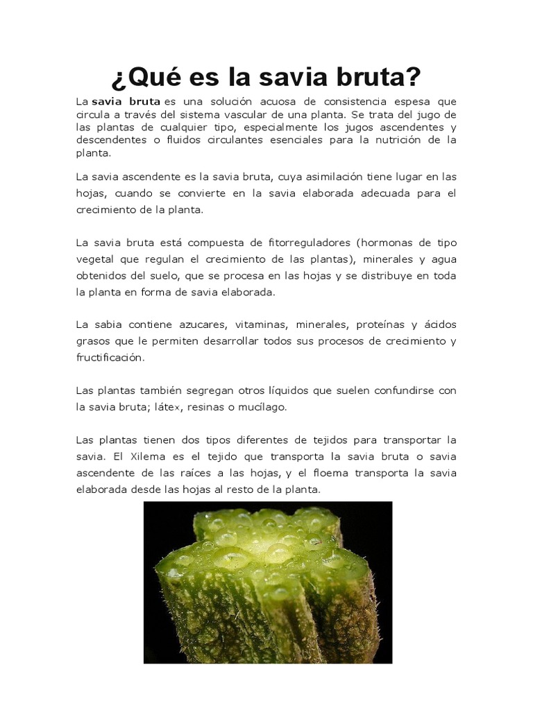 Qué Es La Savia Bruta | PDF