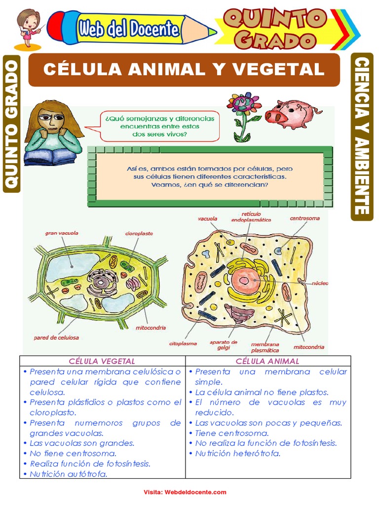 Célula Animal y Vegetal para Quinto Grado de Primaria | PDF ...