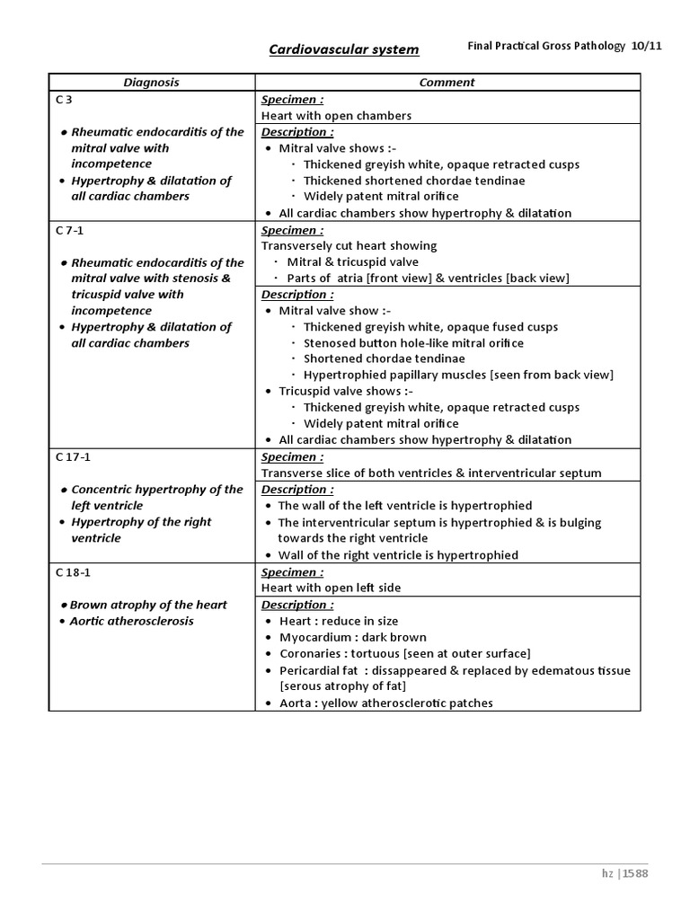 Cardiovascular System | PDF | Heart Valve | Heart