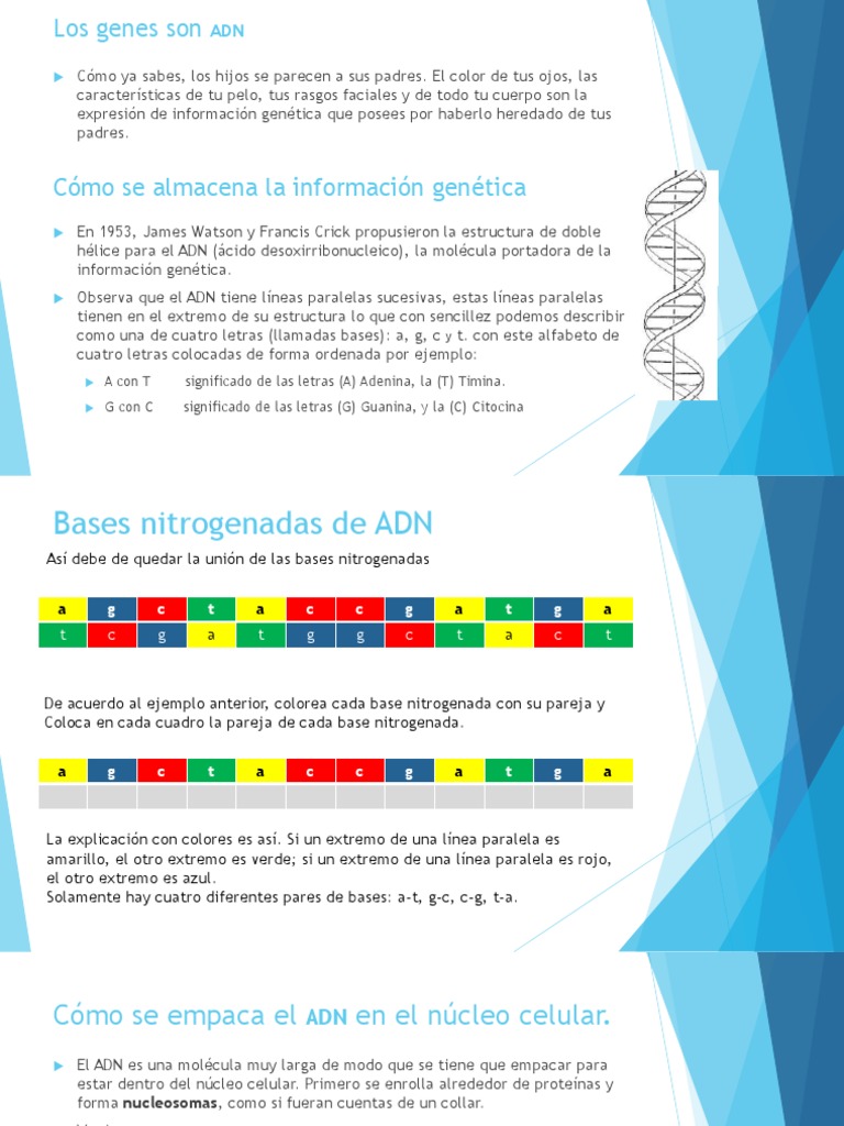 Los Genes y El Adn | PDF | Cromosoma | Adn