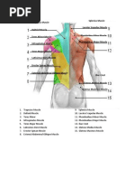 Human Muscles KS2 Labelling Activity | PDF