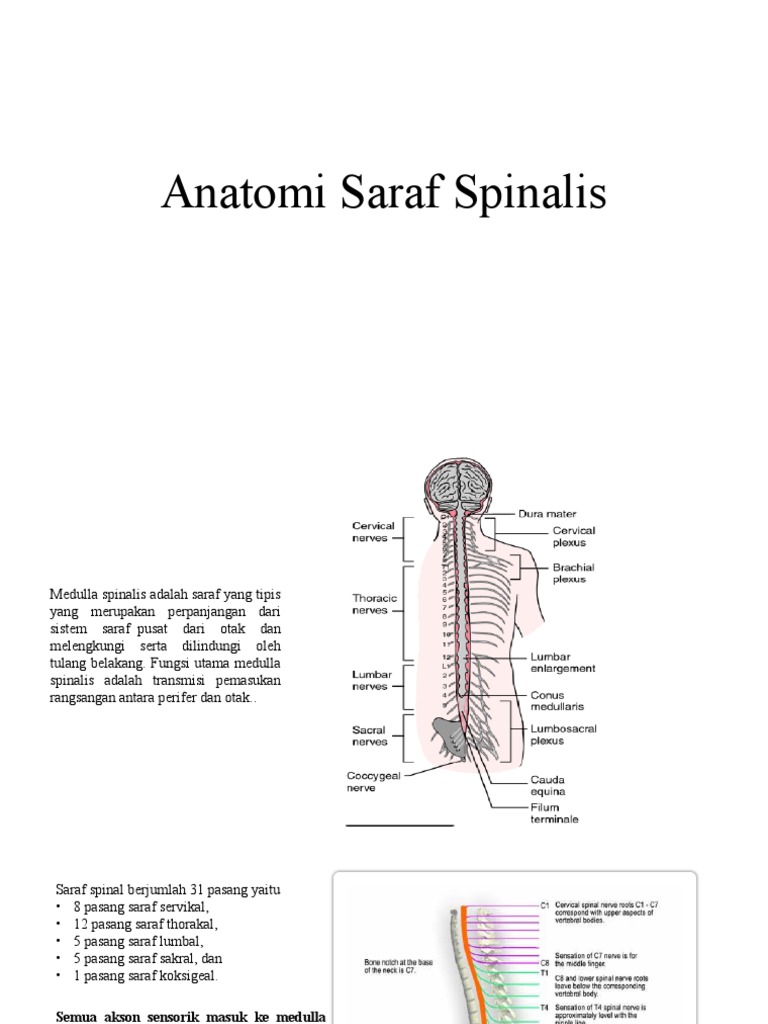 Anatomi Saraf Spinalis | PDF
