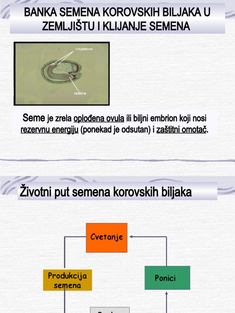 7.klijanje Semena | PDF
