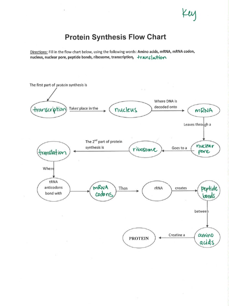 Protein Synthesis Flow Chart Key | PDF