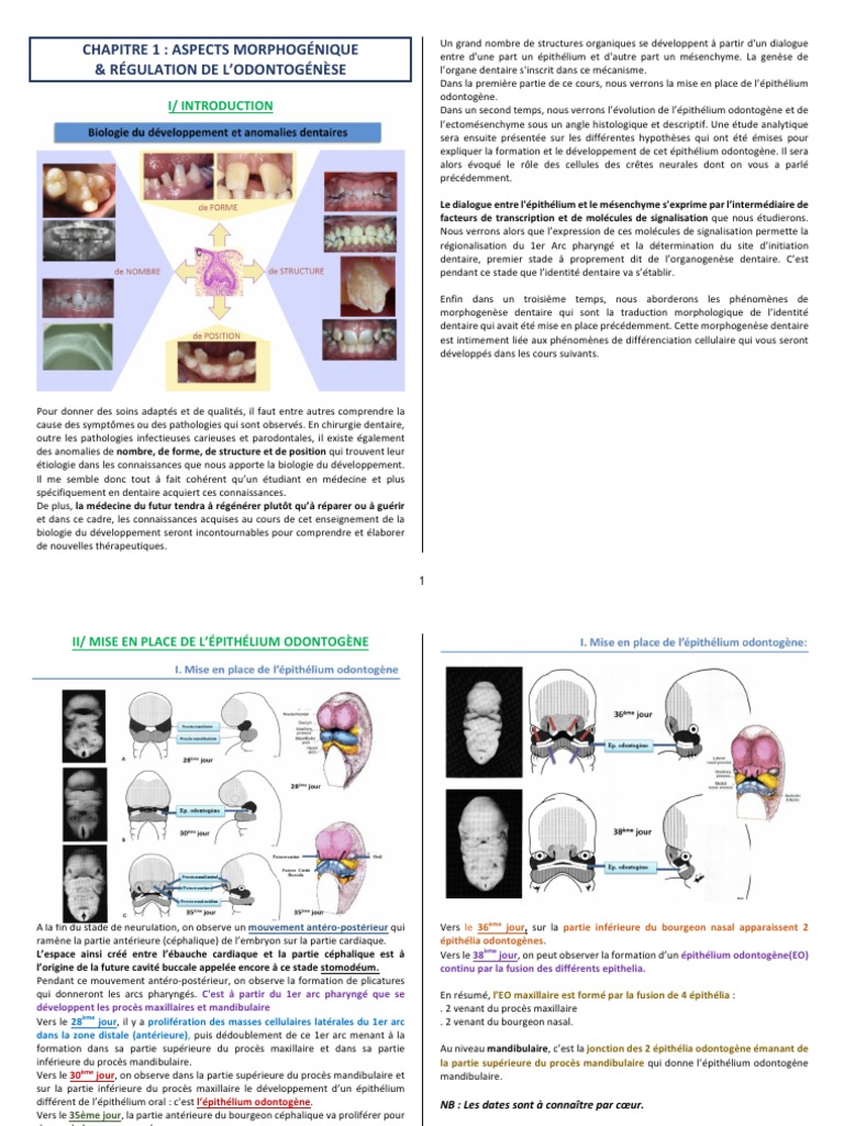 Odontogenèse et Morphogenèse Dentaire | PDF | Émail dentaire | Morphogenèse