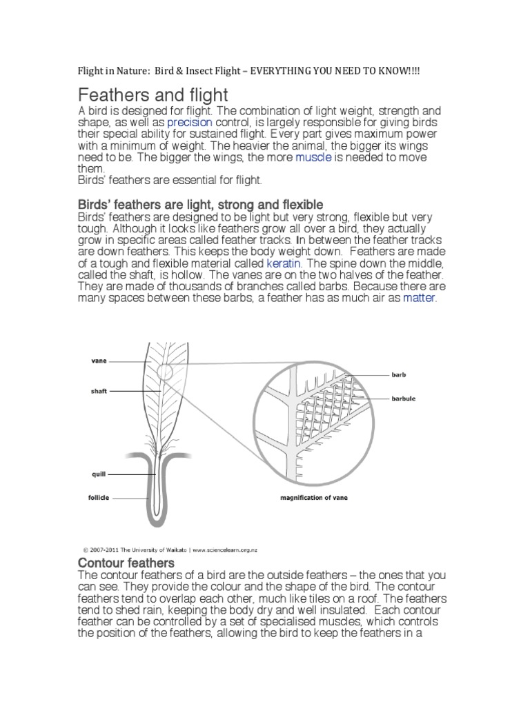 Flight in Nature | PDF | Feather | Lift (Force)