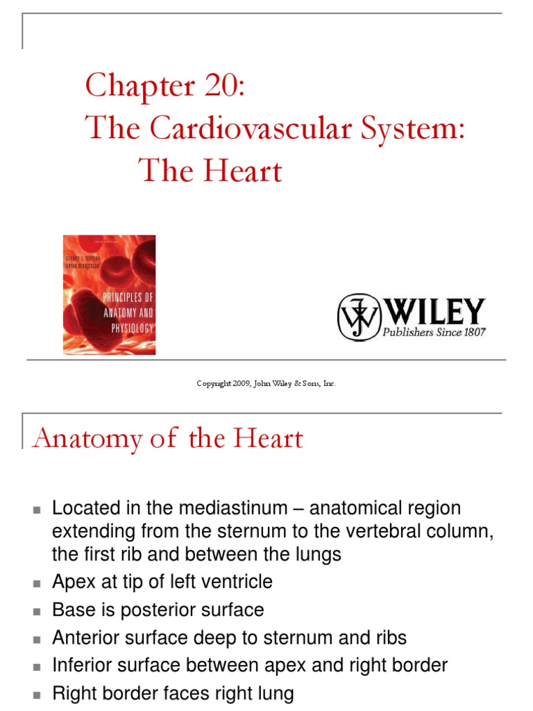 CH 20 CVS - Physiology and Anatomy Notes | Download Free PDF | Heart ...