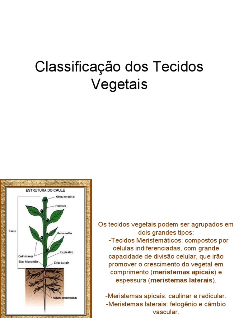 Classificação Dos Tecidos Vegetais | PDF | Raiz | Biologia