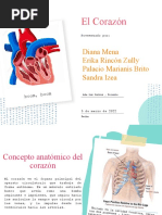 Comparación Anatómica Del Corazón Humano Con El Corazón de Animales ...