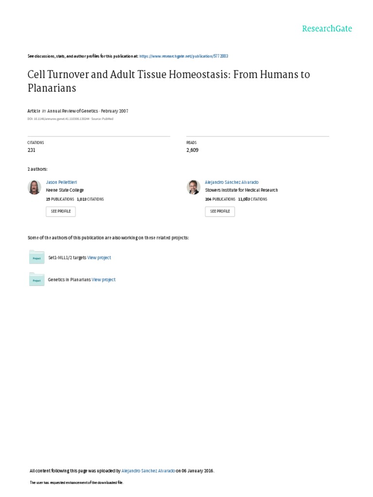 Cell Turnover and Adult Tissue Homeostasis: From Humans To Planarians ...