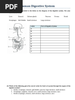Digestive System Labelling Worksheet | PDF