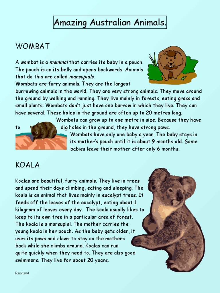 Amazing Australian Animals | PDF | Koala | Fauna Of Australia