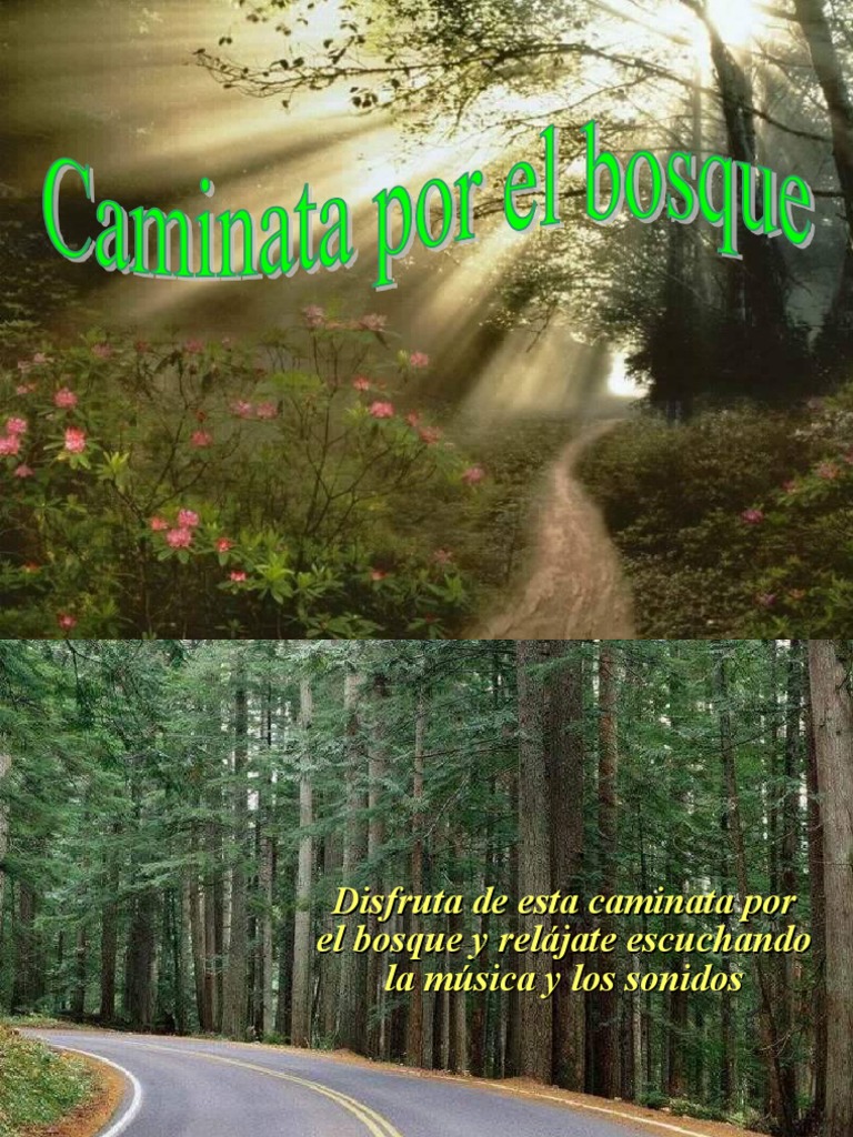 Caminata Por El Bosque | PDF
