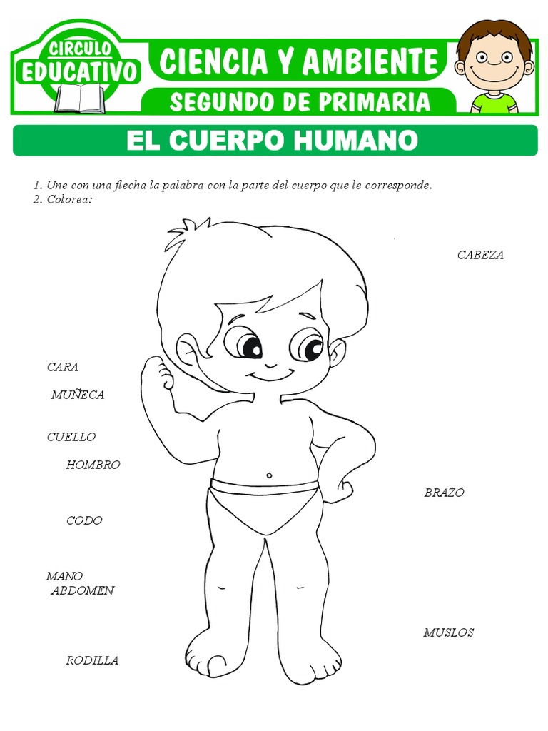 Partes Del Cuerpo Humano Para Segundo De Primaria Pdf Extremidades