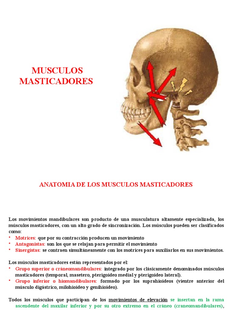 Anatomia de Los Musculos Masticadores | PDF | Sistema ...