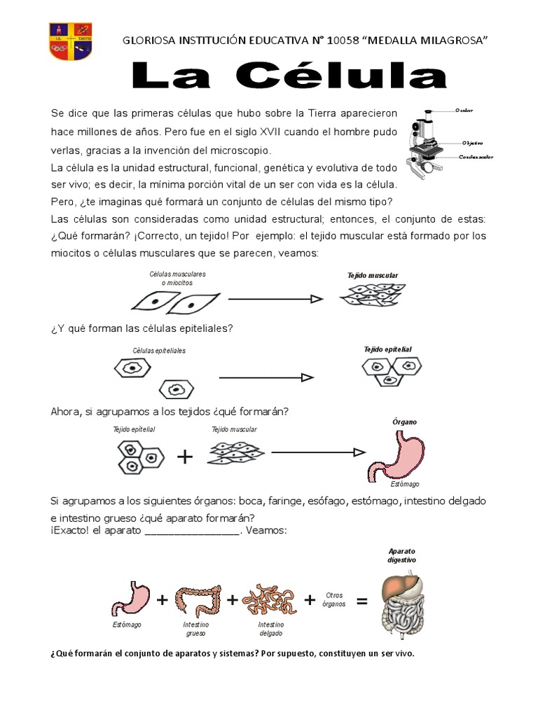 Ciencia y Tecnología - Célula Animal y Vegetal | PDF | Biología Celular ...