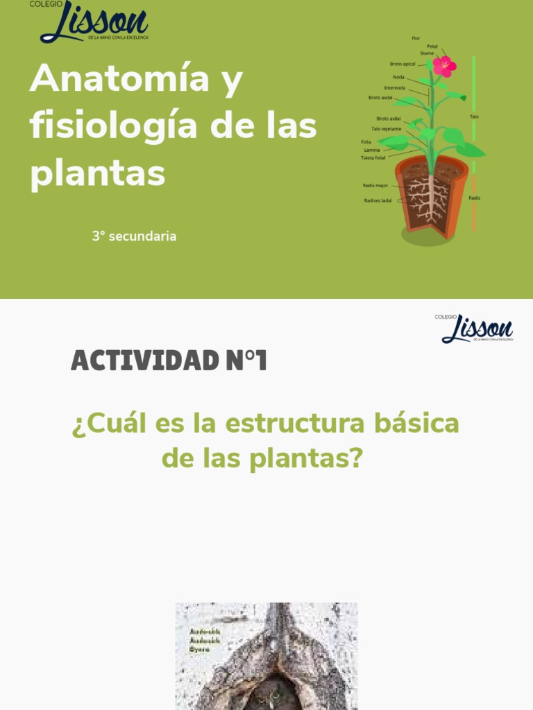 3° - Anatomía y Fisiología de Las Plantas | PDF