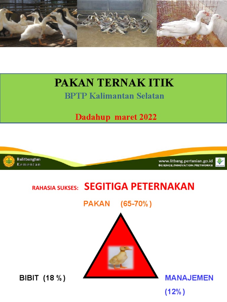 Kebutuhan Pakan Itik | PDF