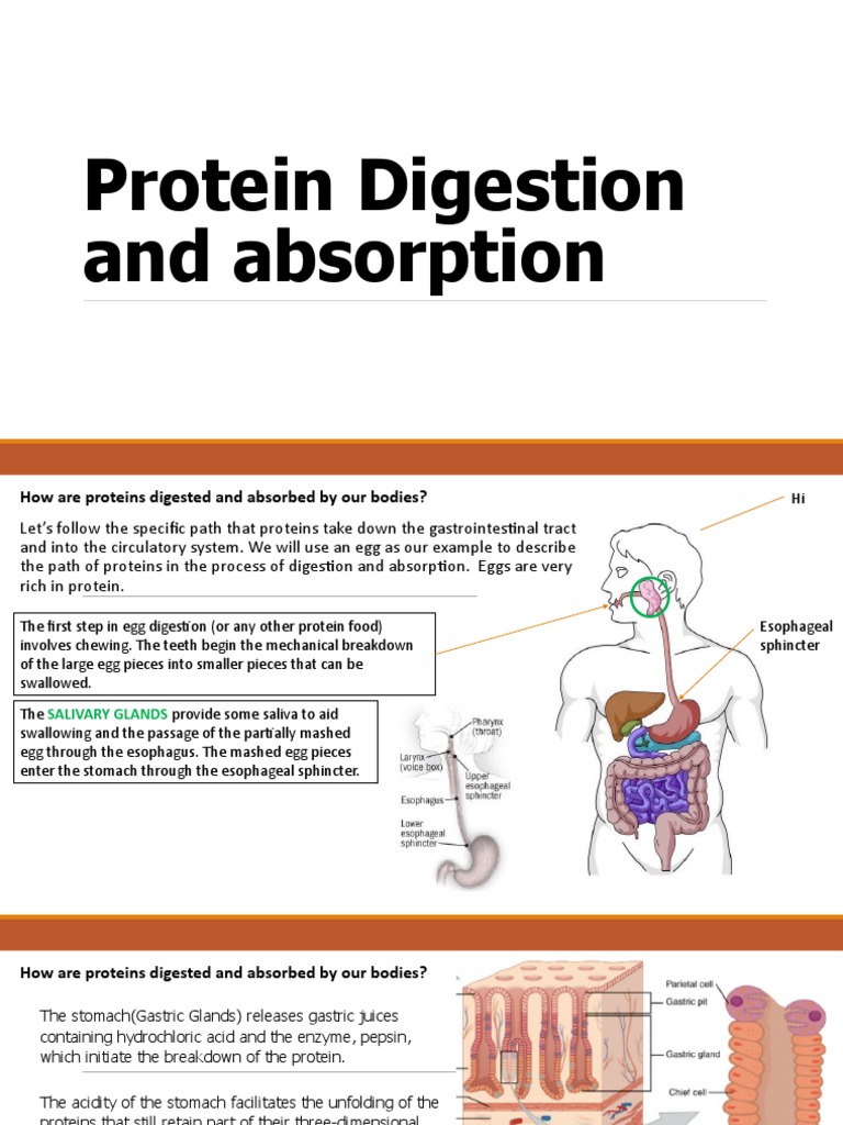 Protein Digestion and Absorption Process | PDF | Digestion | Stomach