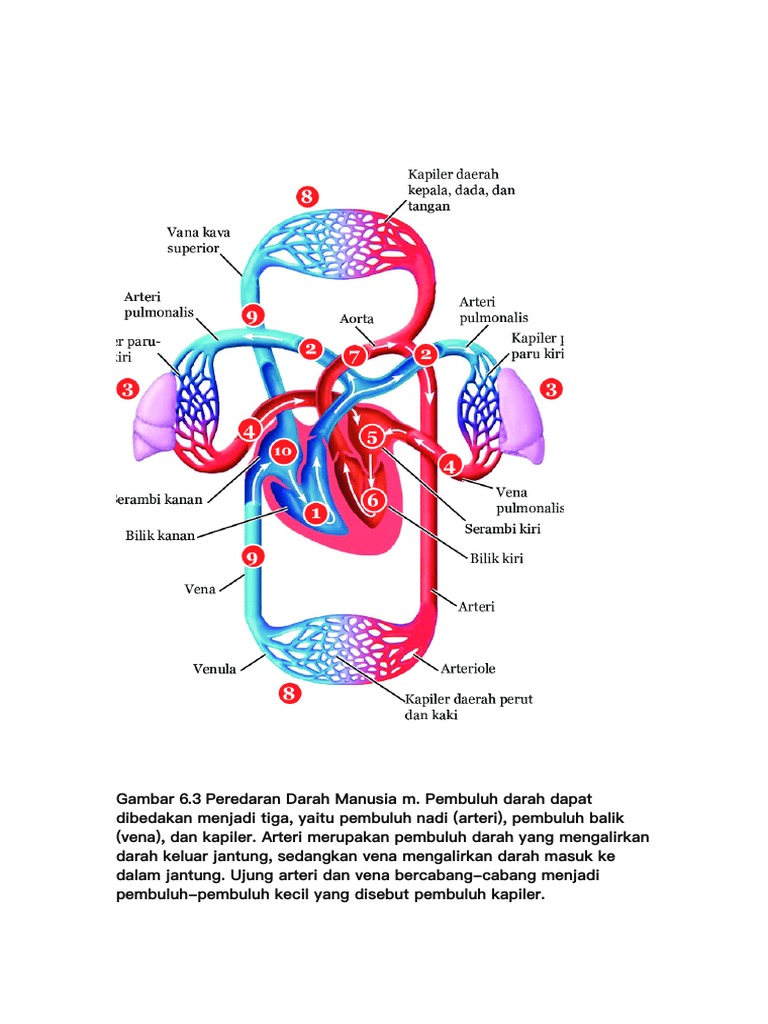 Sirkulasi Darah | PDF