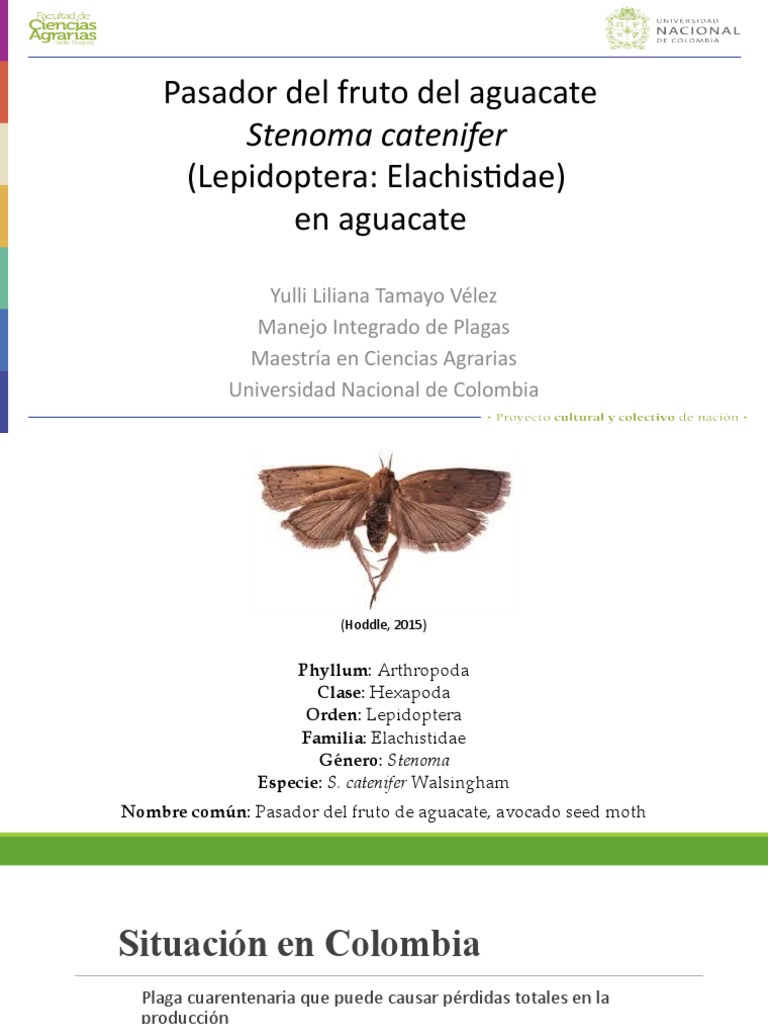 Manejo de Stenoma catenifer en aguacate | PDF