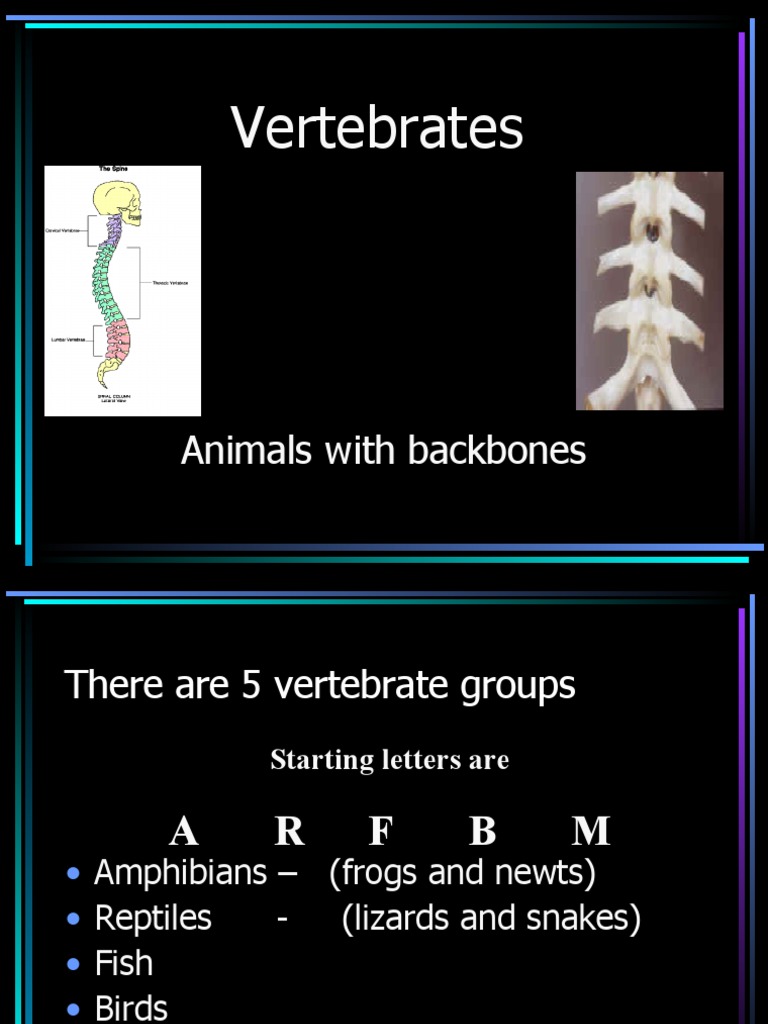 Vertebrates: Animals With Backbones | PDF