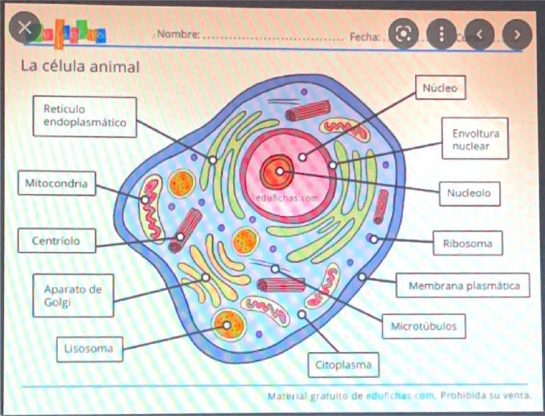 La Célula Animal Pdf