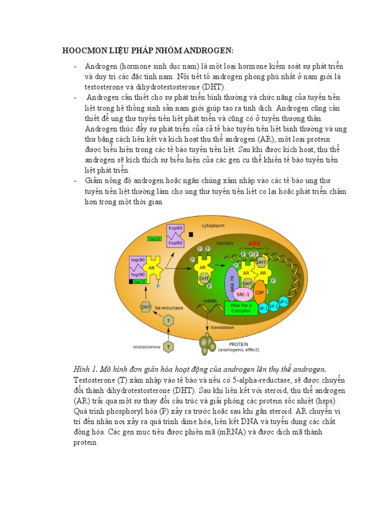 ANDROGEN | PDF