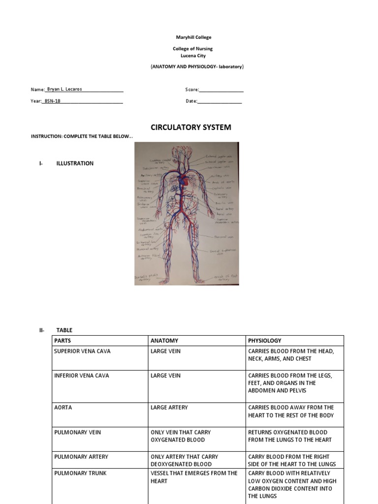 Circulatory System | PDF | Heart | Vein