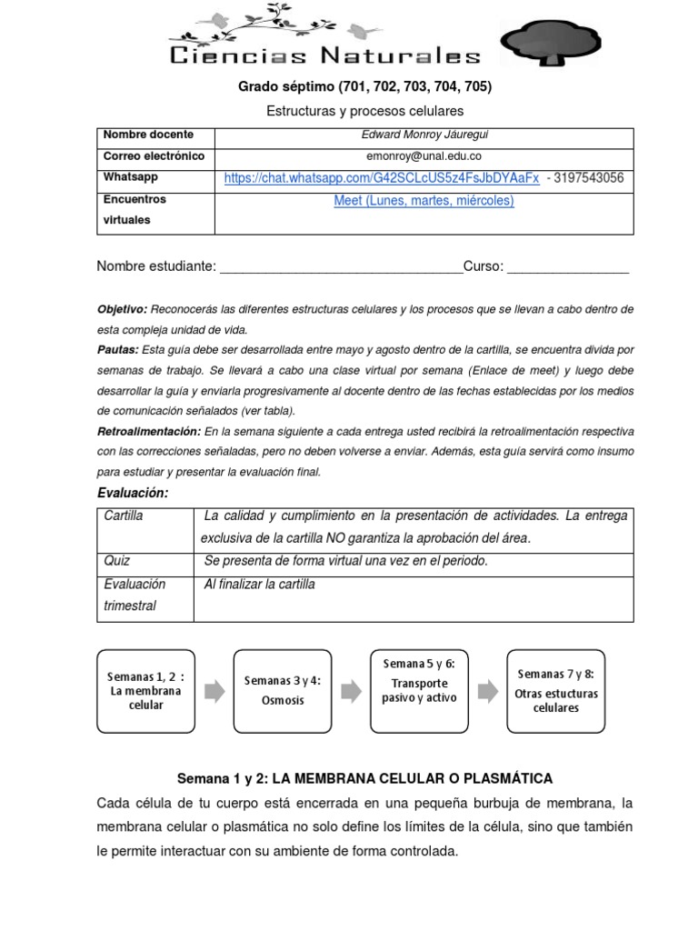 Guía 2 Ciencias Naturales Grado Séptimo | PDF | Bicapa lipídica ...
