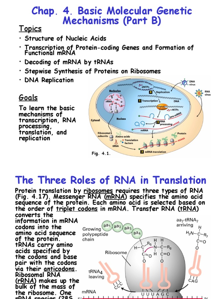 13 Miller Chap 4b Lecture | PDF | Translation (Biology) | Dna Replication