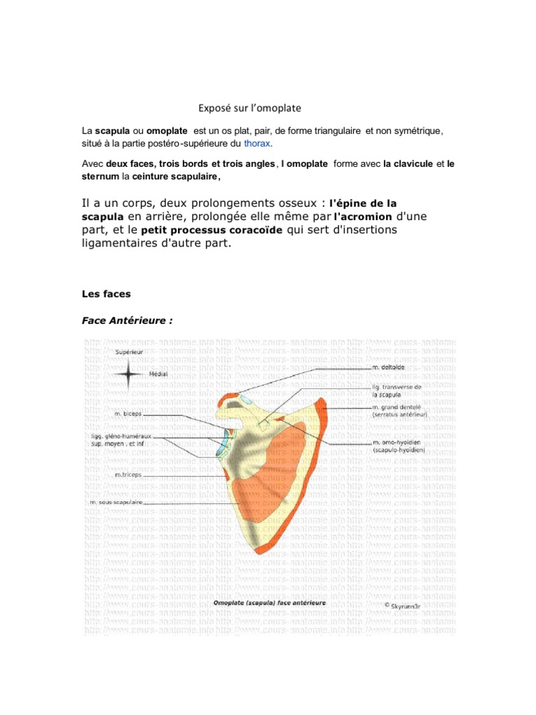 Anatomie de l'omoplate et ses structures | PDF | Articulation (anatomie ...