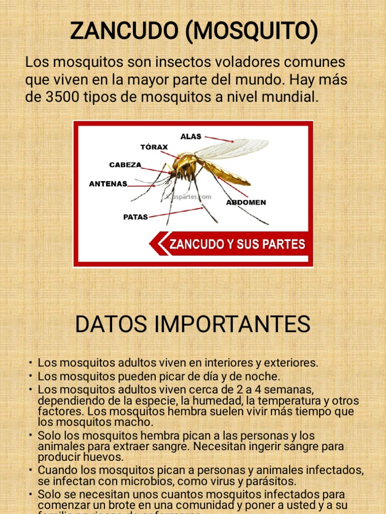 Zancudo (Mosquito) | PDF | Mosquito | Organismos