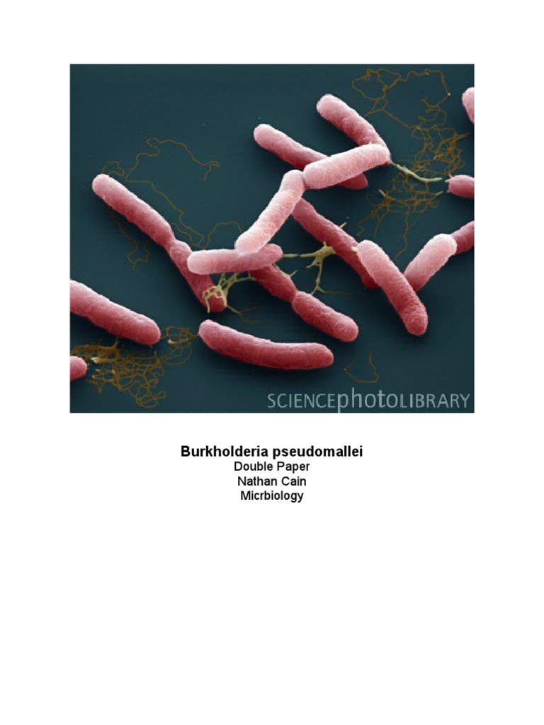 Burkholderia Pseudomallei: Double Paper Nathan Cain Micrbiology | PDF ...