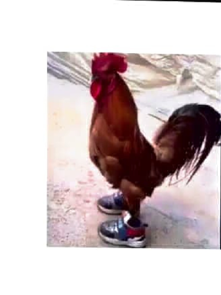 Gallo Con Tenis | PDF