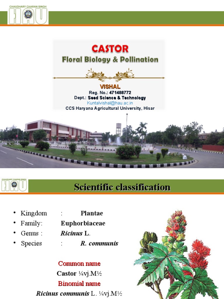 Castor Floral Biology | PDF | Flowers | Pollination