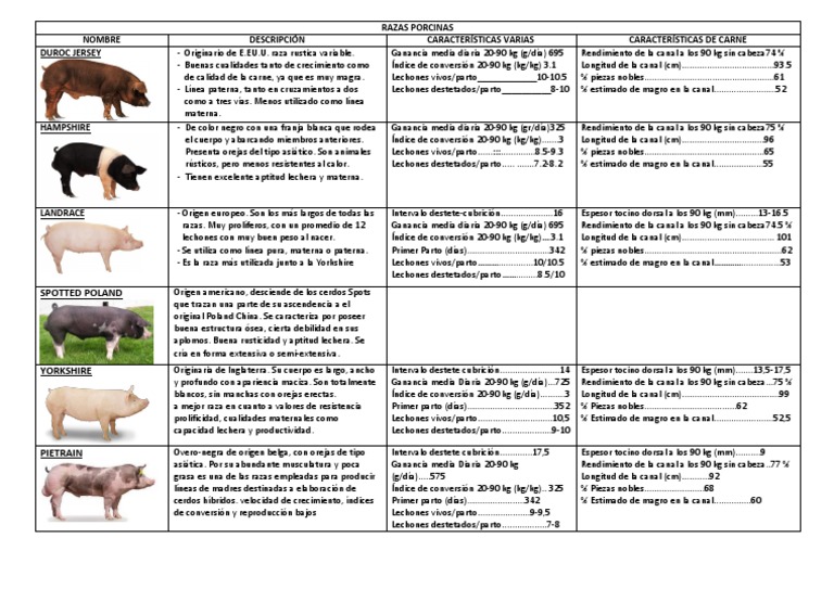 Razas Porcinas | PDF | Carne