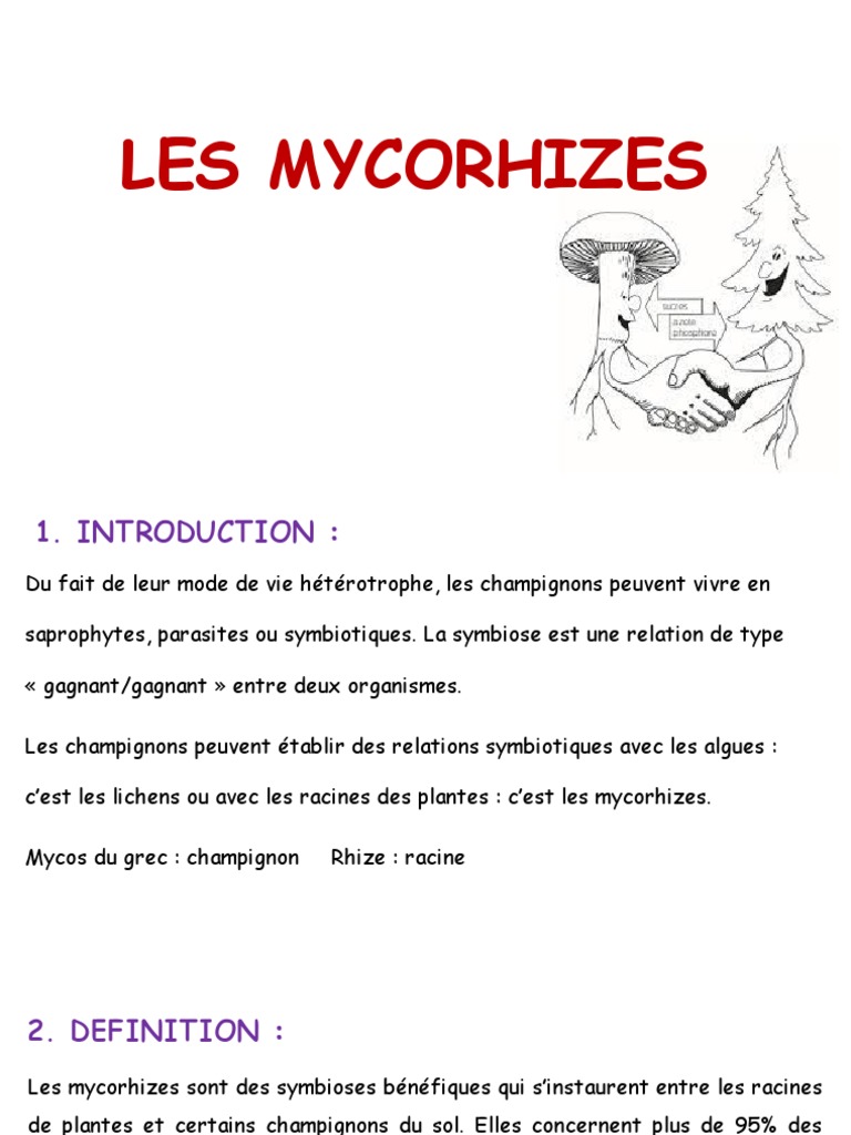 Les Mycorhizes : Symbiose et Agriculture | PDF | Champignons | Racine