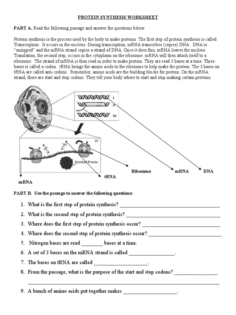Protein Synthesis Worksheet PART A. Read The Following Passage and ...
