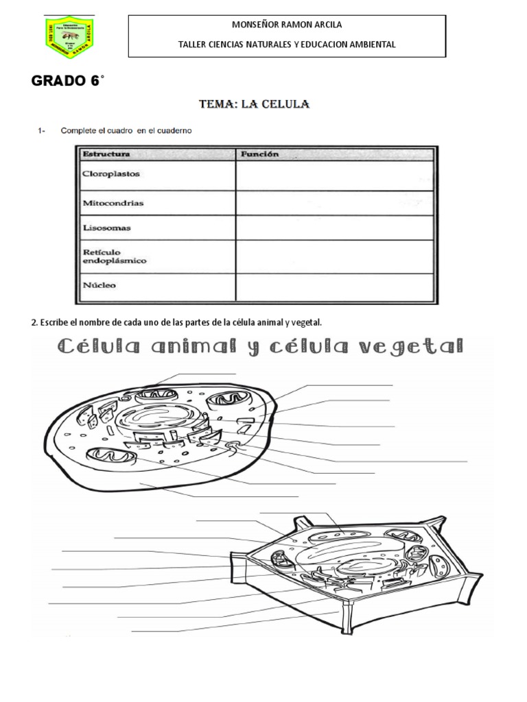 Taller Ciencias Naturales Grado 6° | PDF