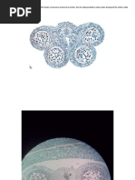 CSEC Maths Multiple Choice Book | PDF | Numbers | Percentage