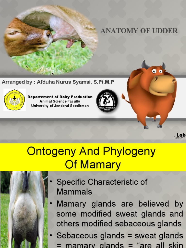 Anatomy and Cytology of Udder | PDF | Cell (Biology) | Mitochondrion