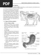Anatomía del Sistema Digestivo Aviar | PDF | Digestión | Bilis