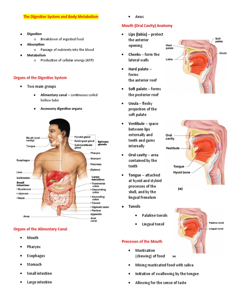 Digestive-System-Handout | PDF | Stomach | Human Digestive System