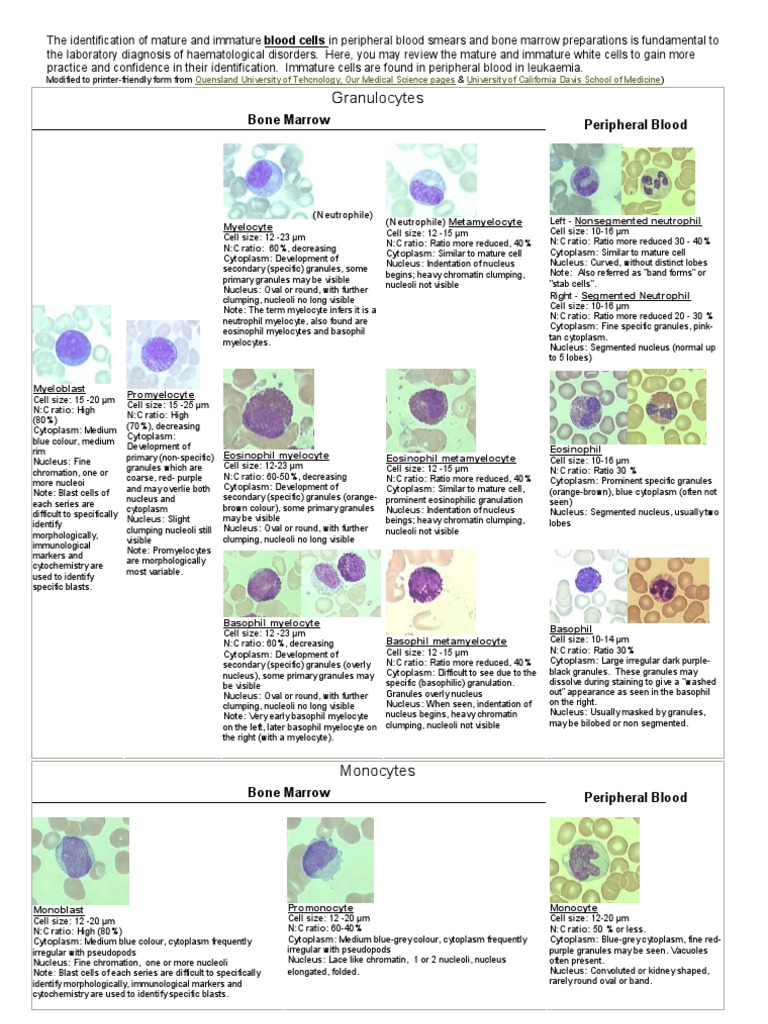 Blood Cells | Lymphocyte | White Blood Cell