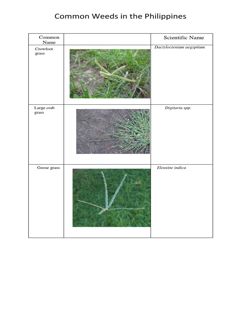 List of Some Common Weeds in The Philippines | PDF